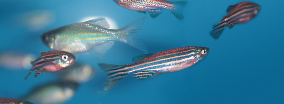 Fishing for Answers | Calit2 UCI | California Institute for ...